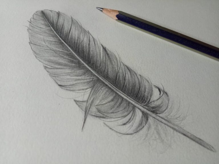 Feder zeichnen lernen - Schritt für Schritt Anleitung